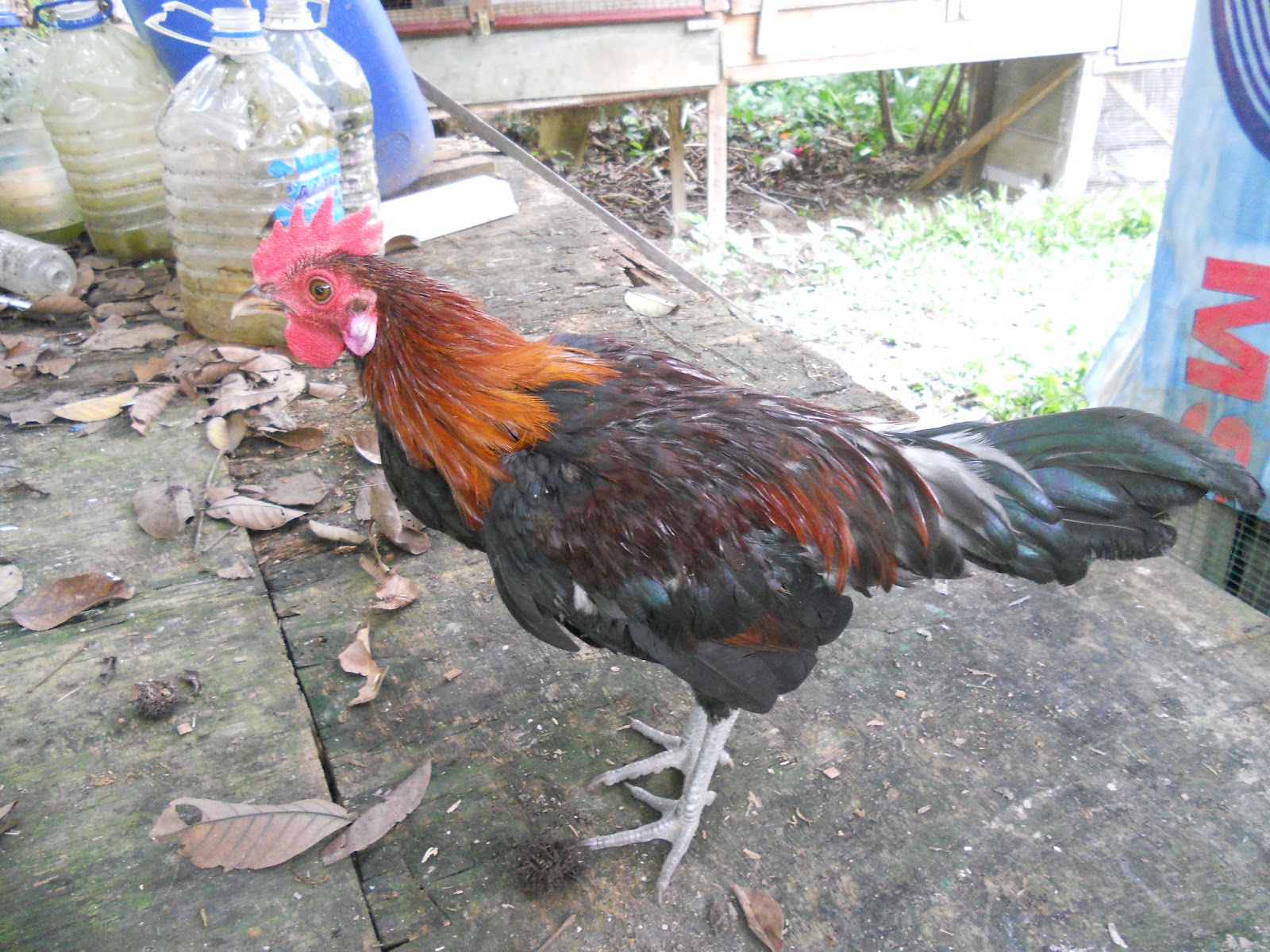 PEMINAT AYAM: AYAM HUTAN NAK JUAL